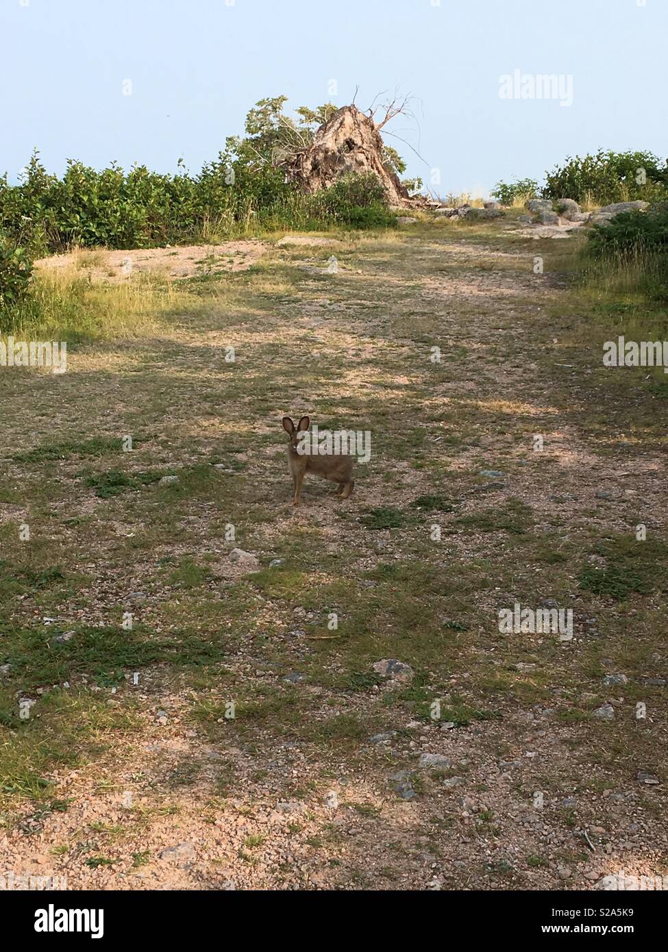 Rabbit on hike Stock Photo - Alamy