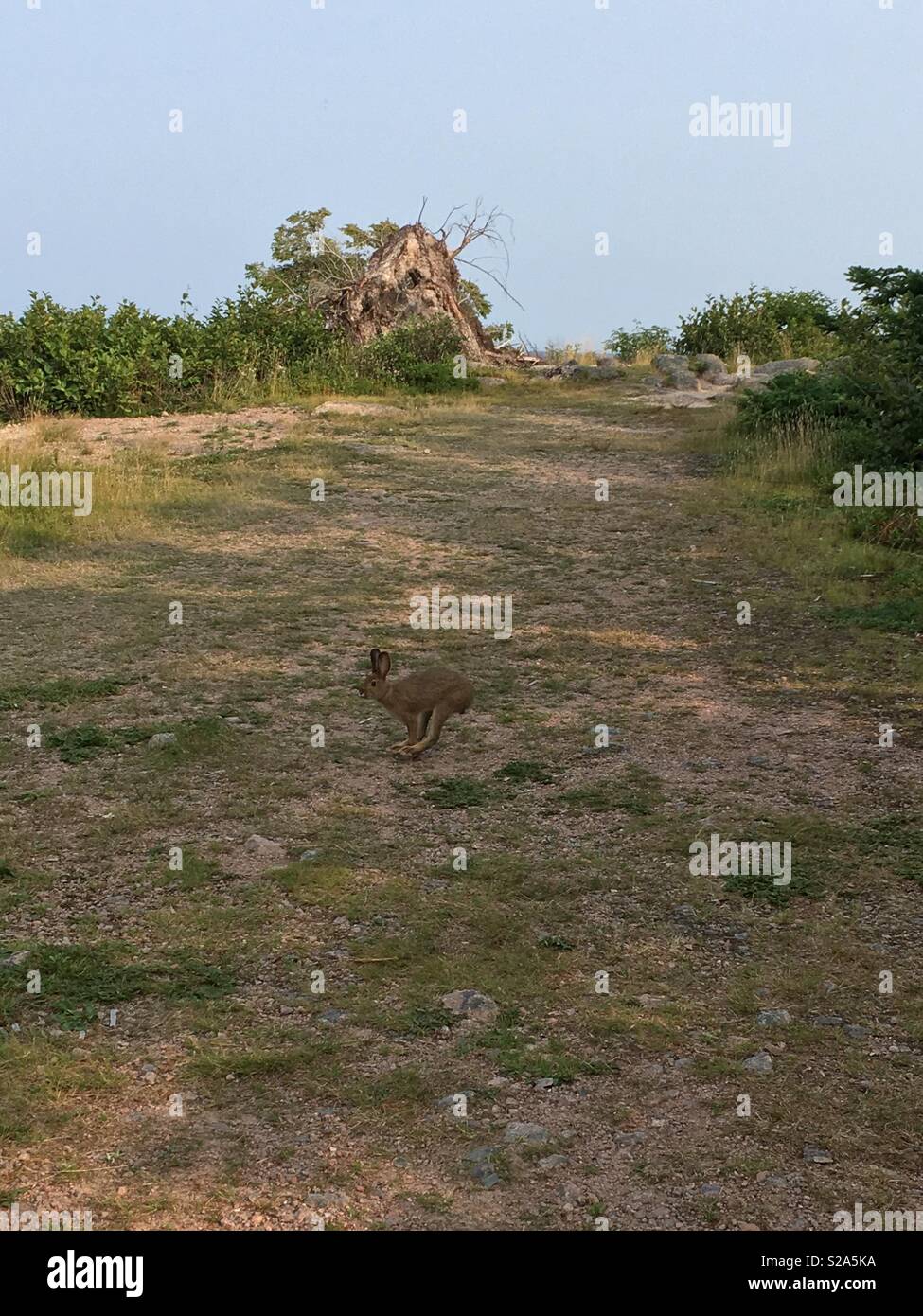 Rabbit on hike Stock Photo - Alamy