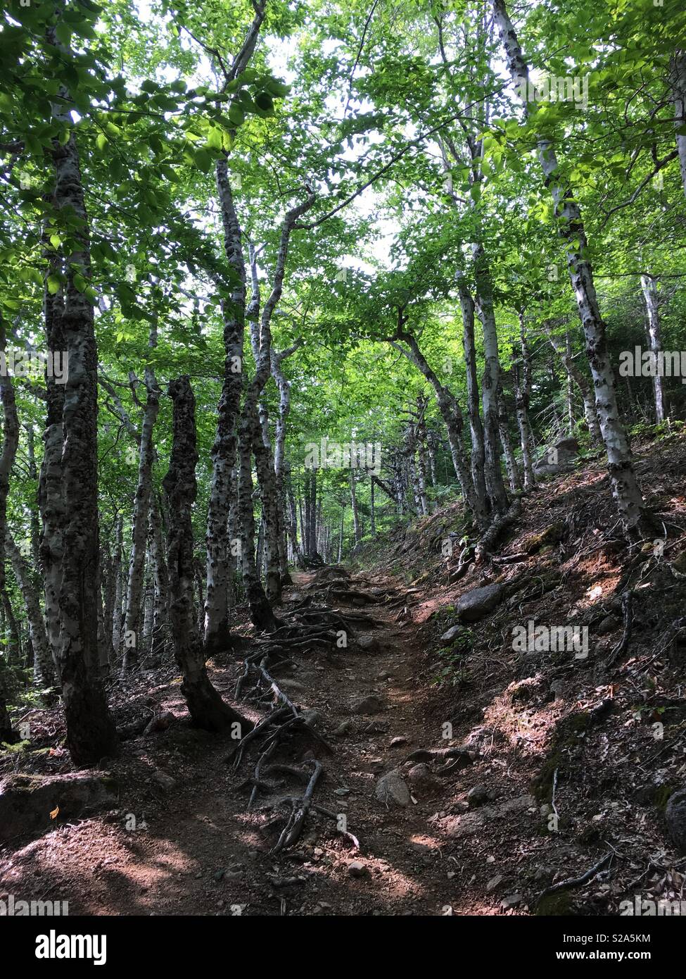 Hiking in forest Stock Photo - Alamy