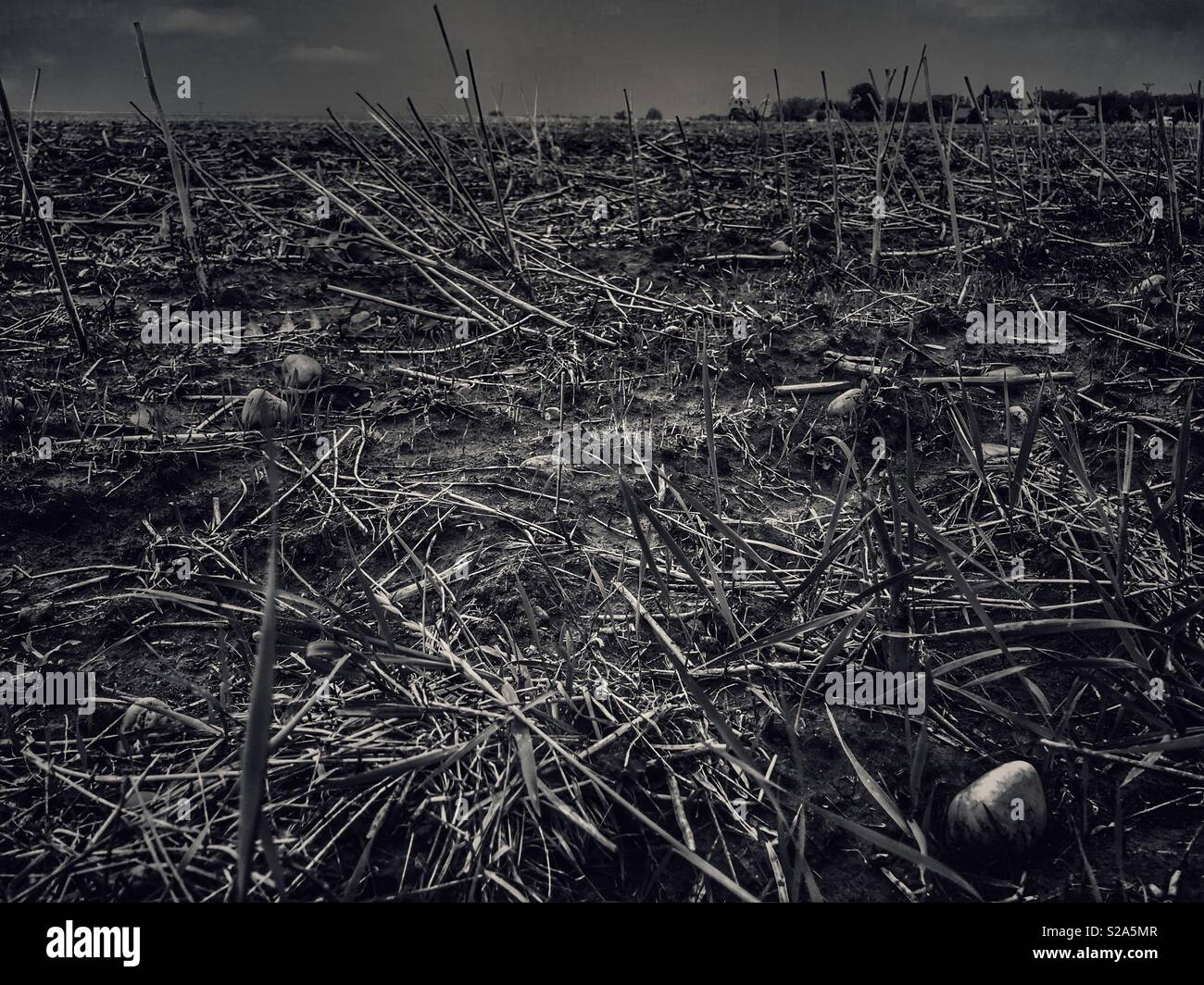 Field after harvest Stock Photo - Alamy
