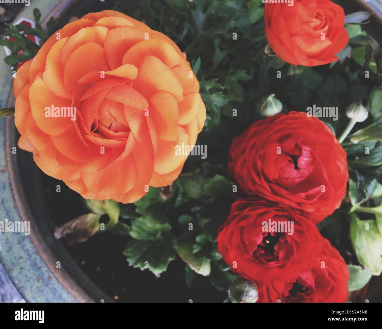 Orange ranunculus garden hi-res stock photography and images - Alamy