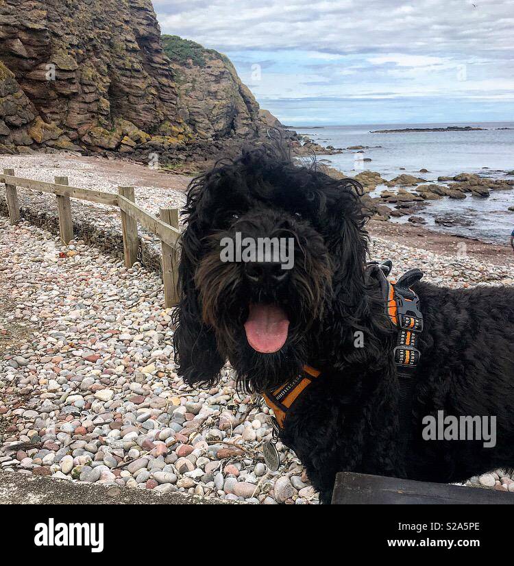Cockerpoo On Beach High Resolution Stock Photography and Images - Alamy