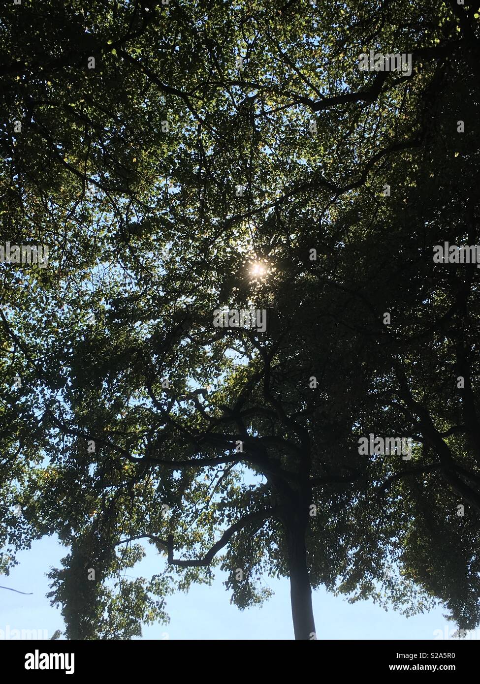 Canopy tree green sun hi-res stock photography and images - Alamy