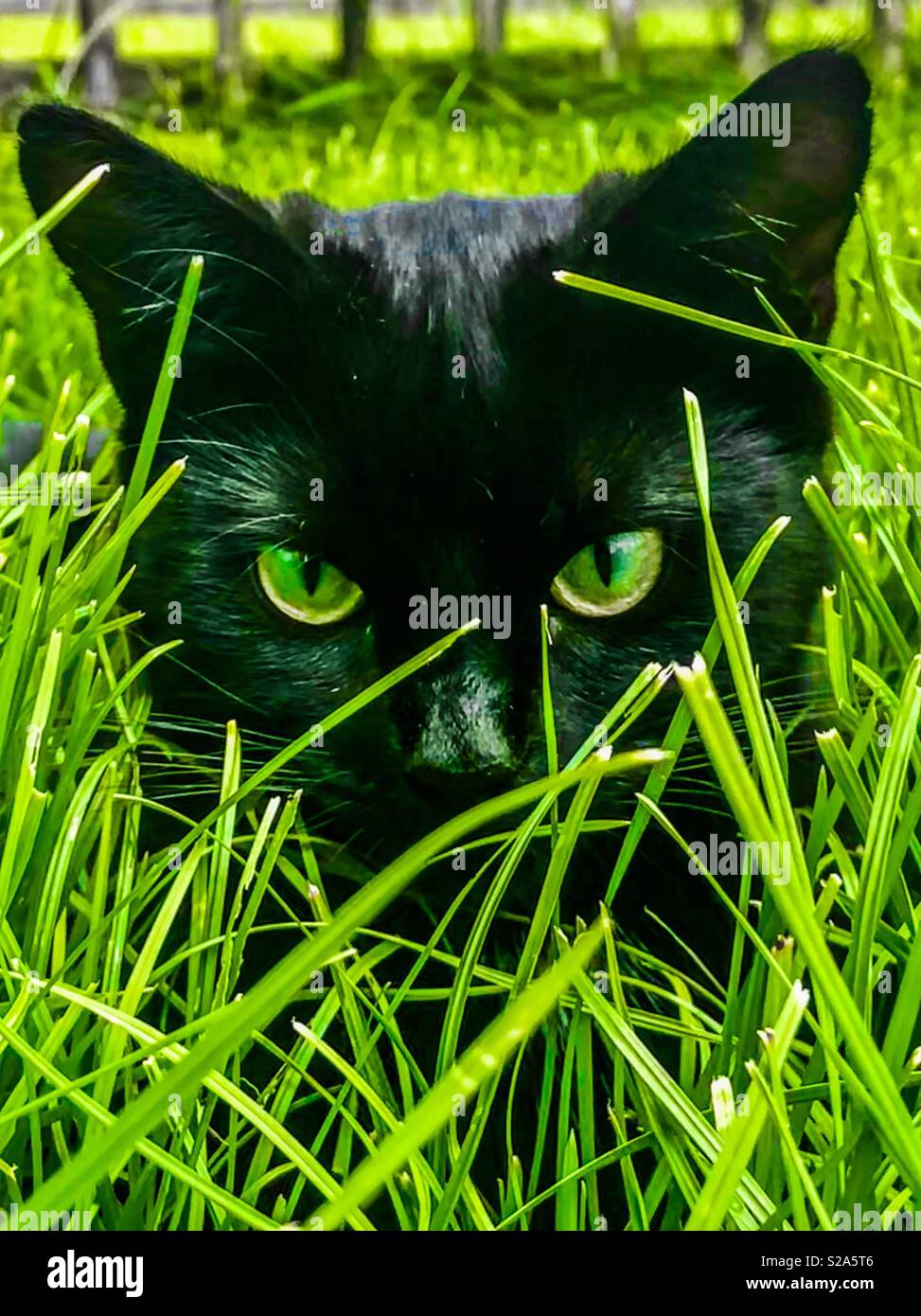 Domestic cat stalking hi-res stock photography and images - Alamy