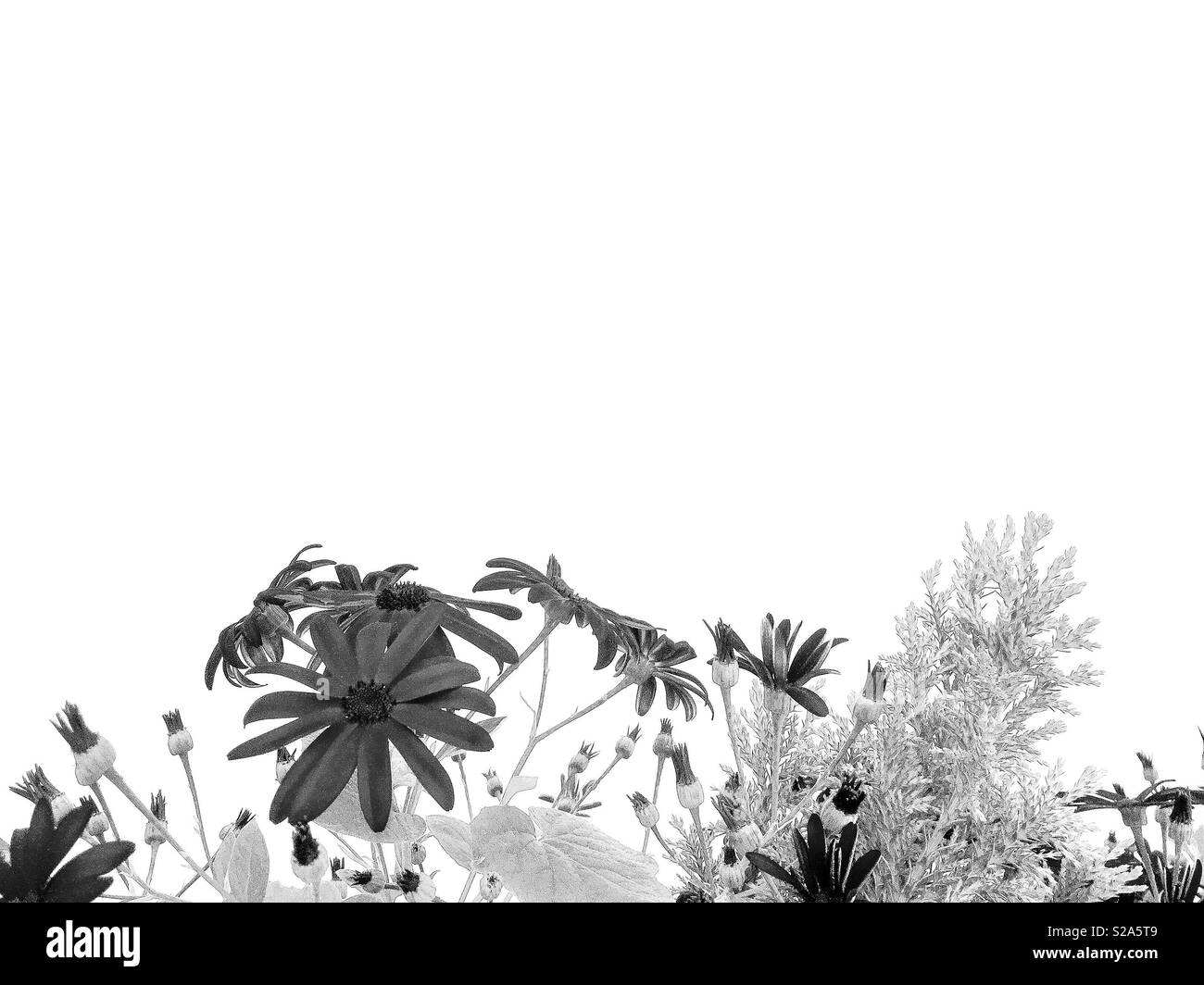 Monochrome flowers hi-res stock photography and images - Alamy