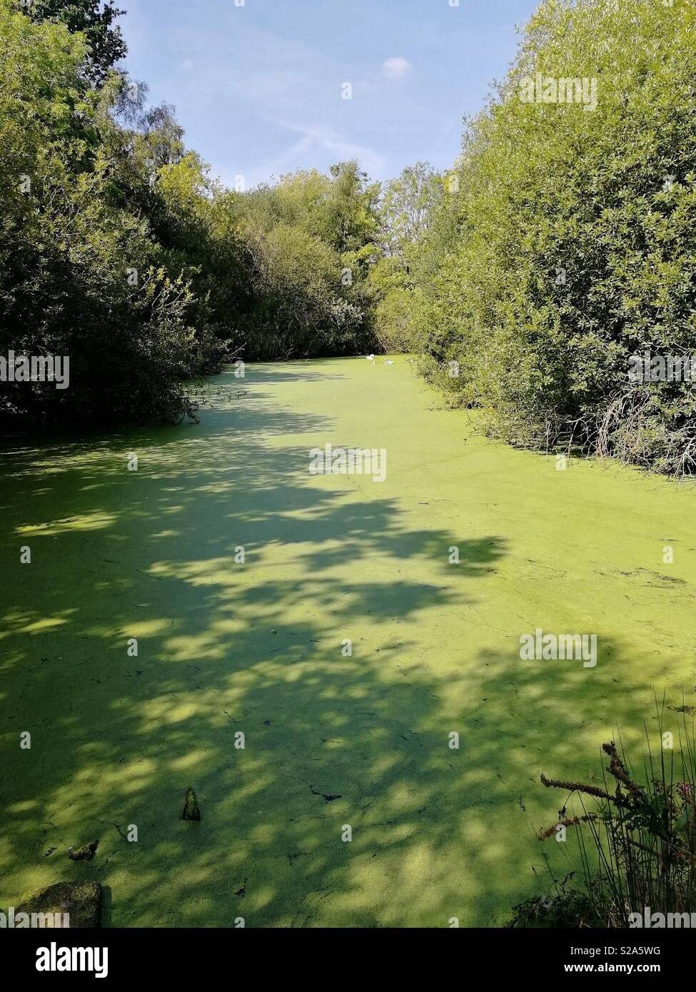 Pond algae hi-res stock photography and images - Alamy