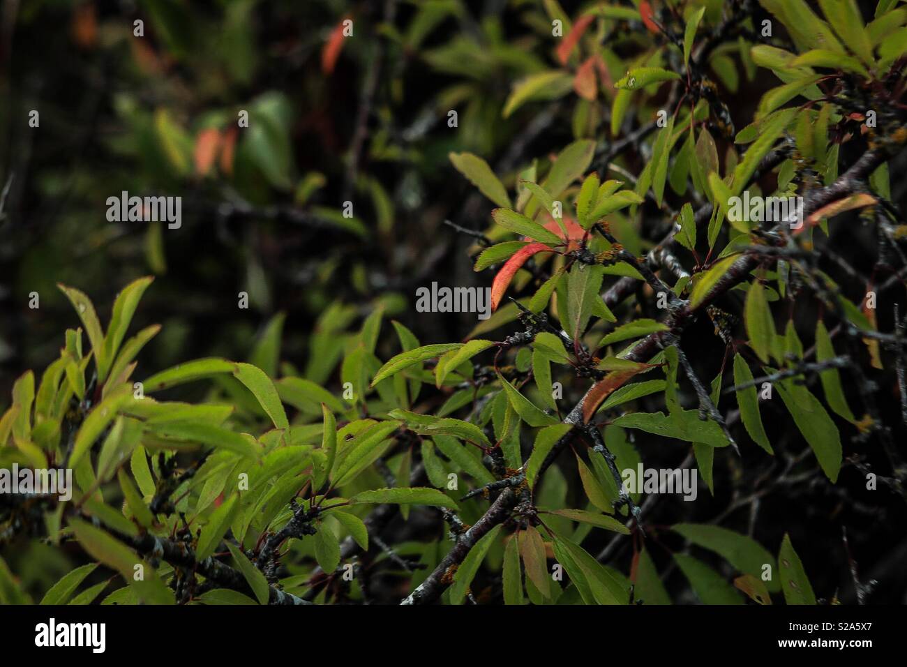 Bushes green hi-res stock photography and images - Alamy