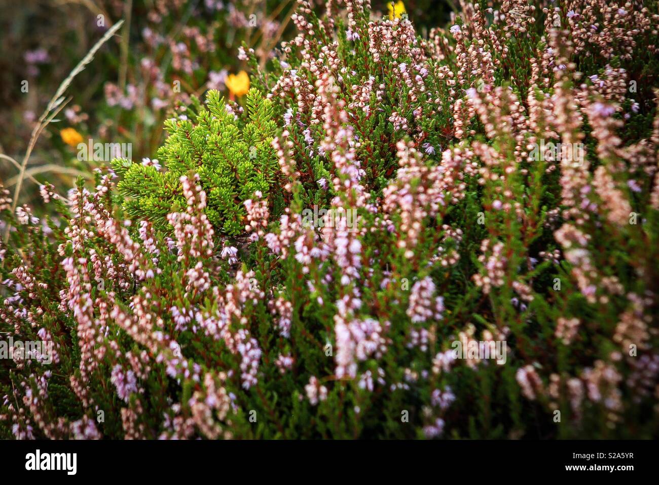 Heather Bushes High Resolution Stock Photography and Images - Alamy