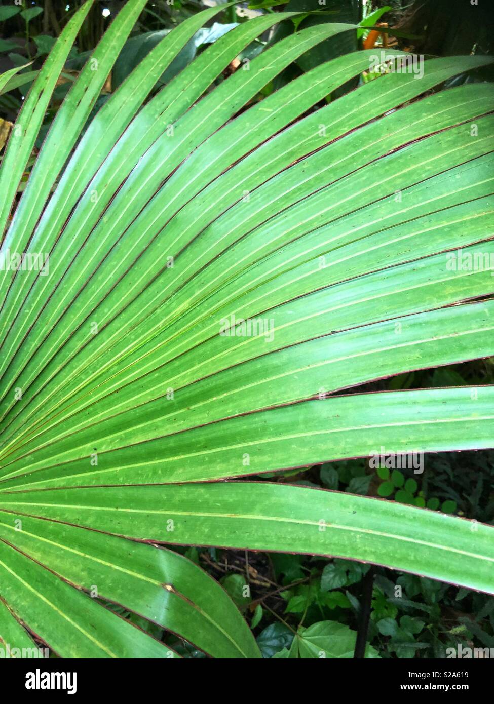 Tubular shaped leaf hi-res stock photography and images - Alamy