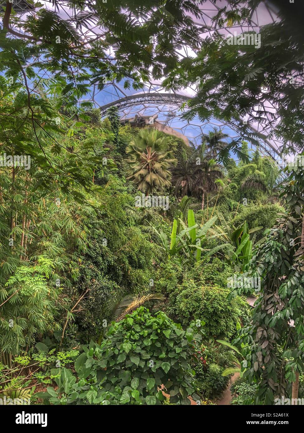 Inside the tropical biome at the Eden Project Stock Photo - Alamy