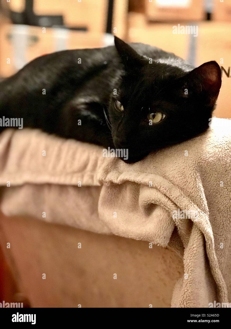 Bombay cat hi-res stock photography and images - Alamy
