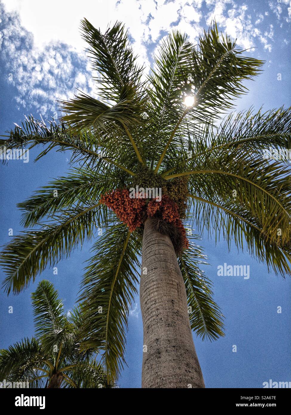 In the shade of palm tree hi-res stock photography and images - Alamy