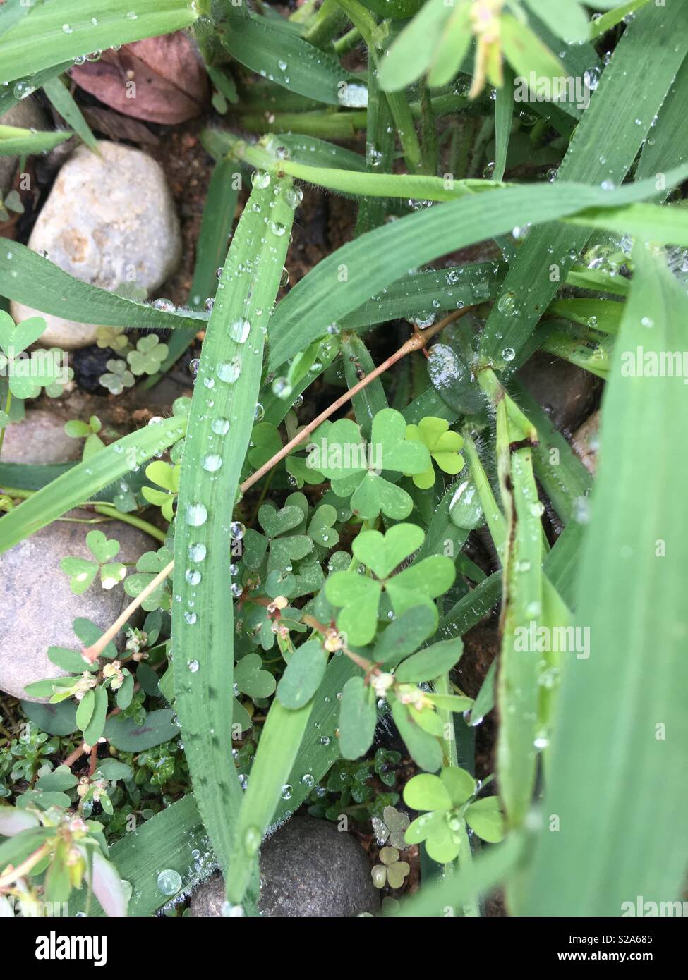 Rock clover hi-res stock photography and images - Alamy