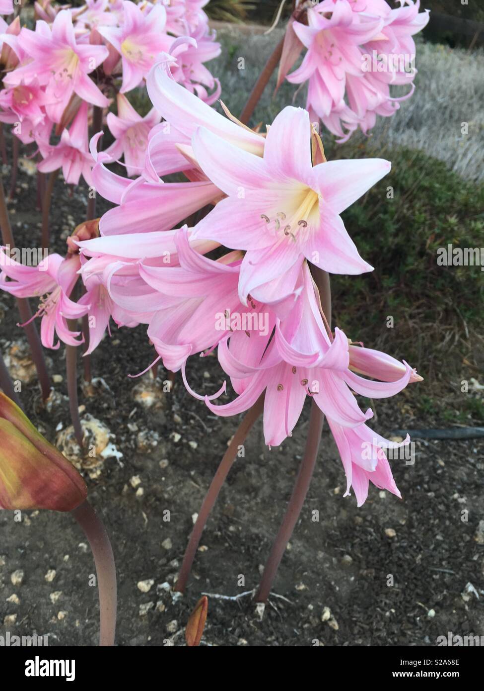Pink Lilly High Resolution Stock Photography and Images - Alamy