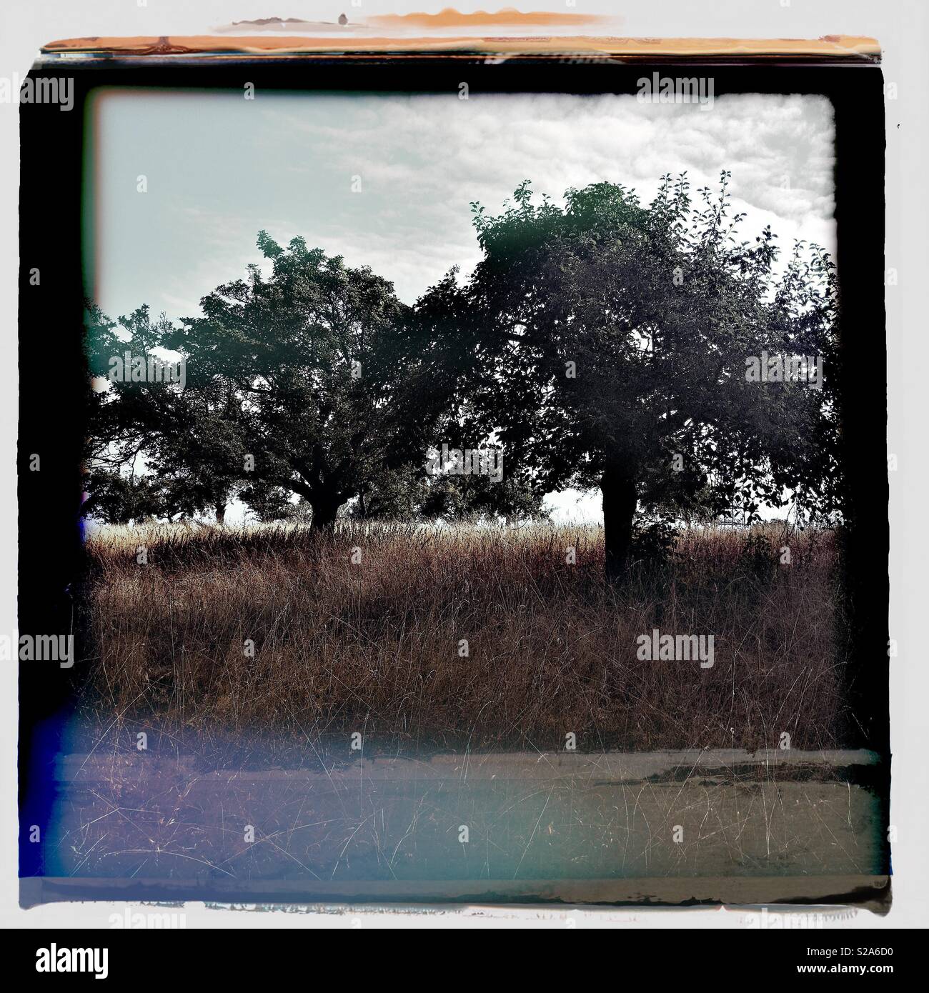 Two trees hi-res stock photography and images - Alamy