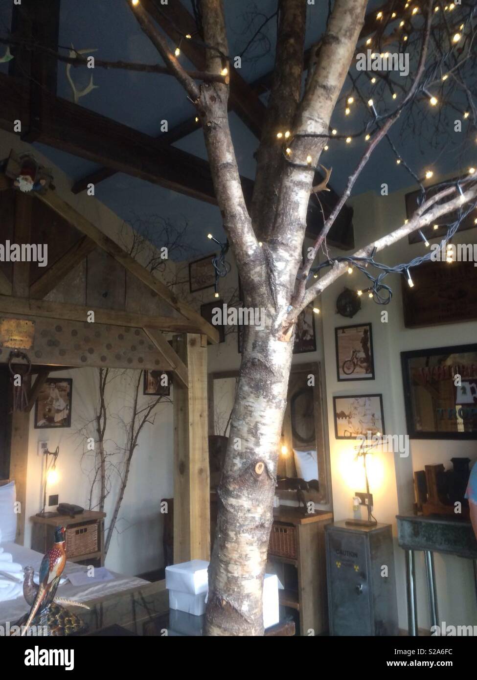 Tree inside a hotel room Stock Photo - Alamy