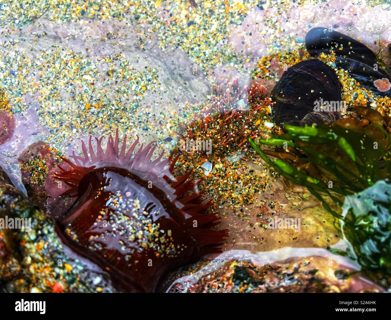 Rock pool uk anemone hi-res stock photography and images - Alamy