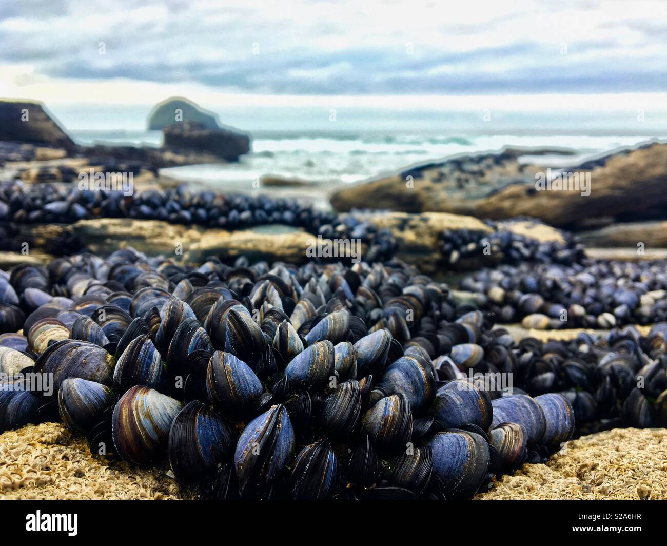 Live mussels hi-res stock photography and images - Alamy