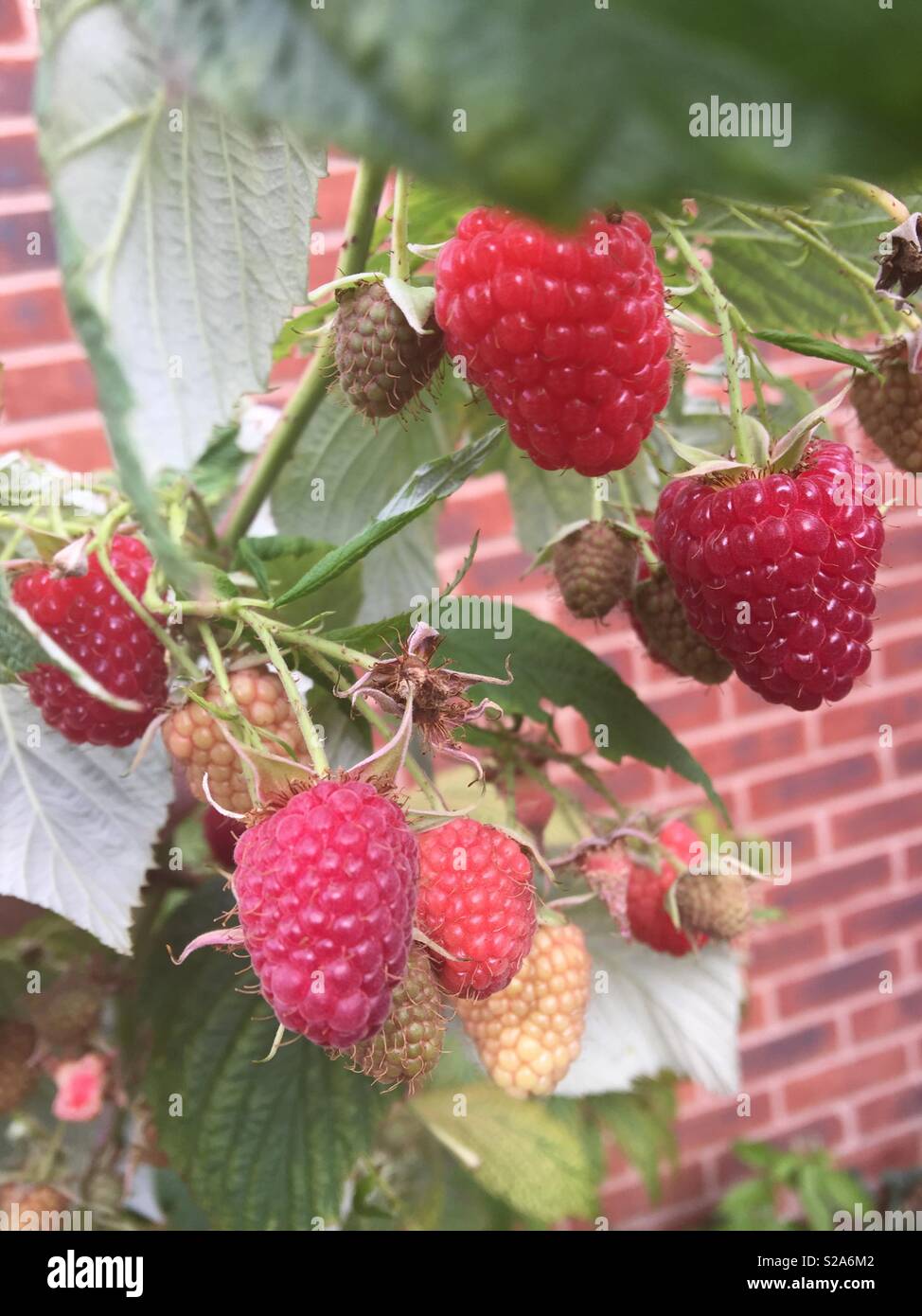 Raspberry cane hi-res stock photography and images - Alamy