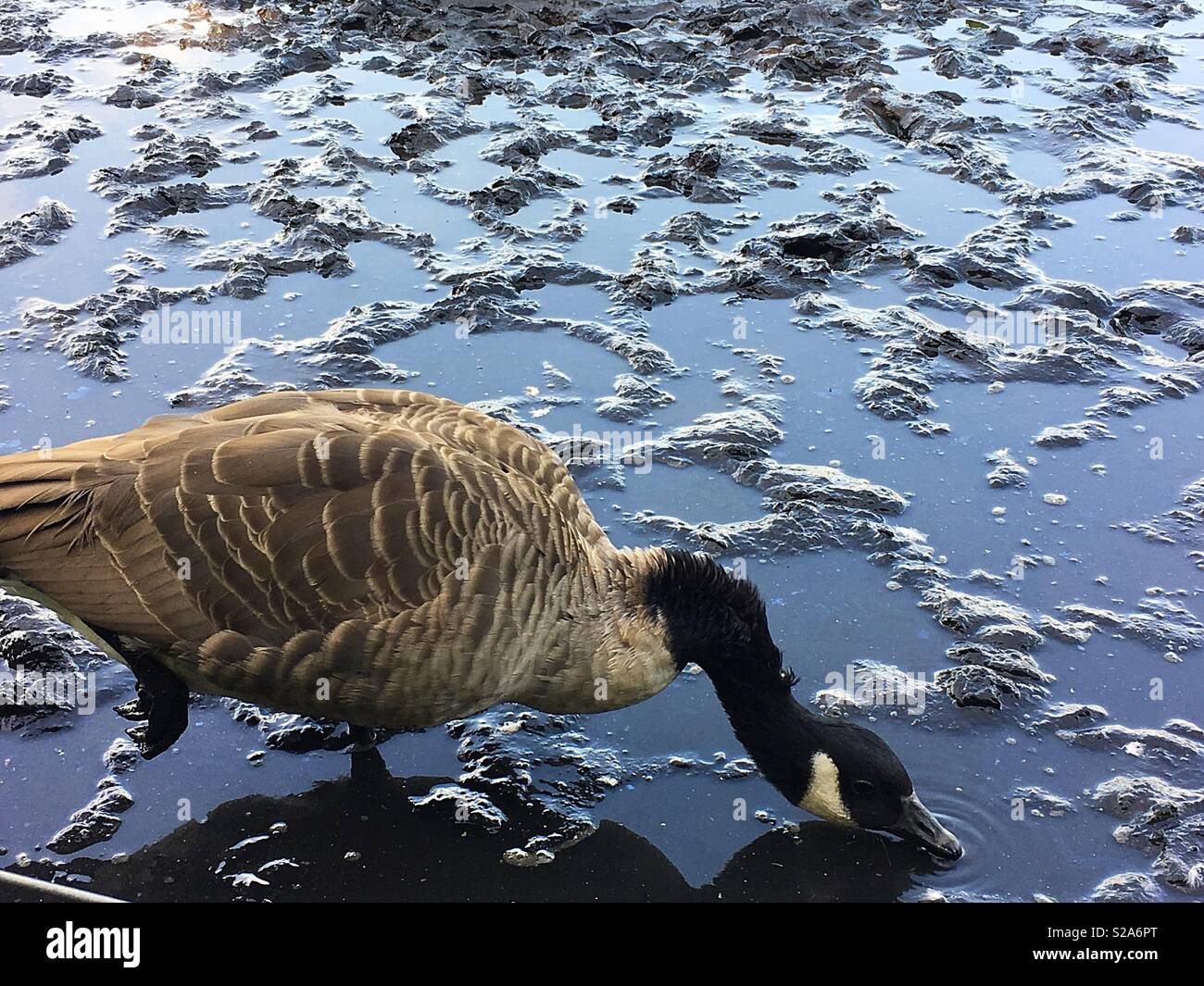 A goose drinking the muddy water Stock Photo - Alamy