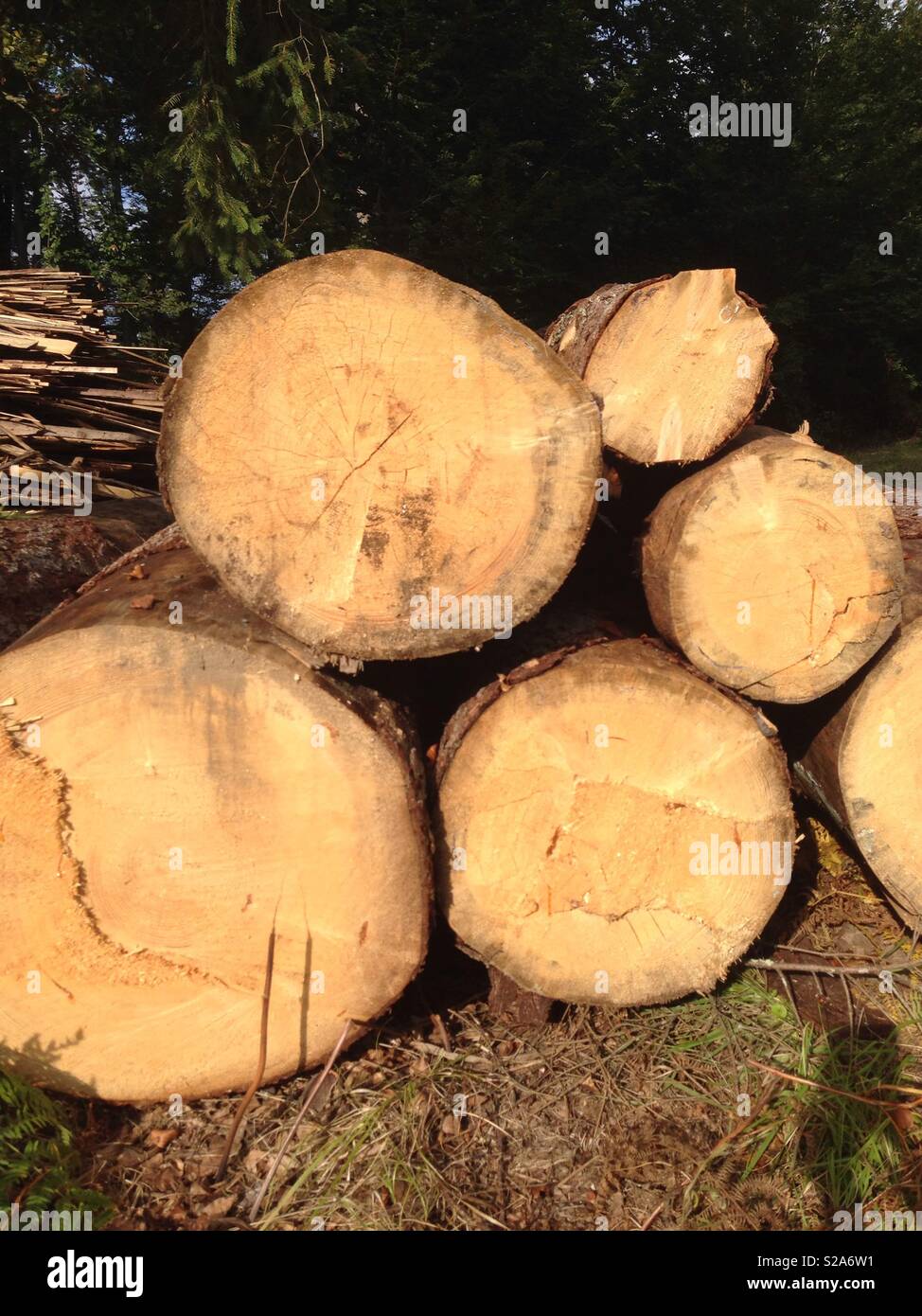 trunks of spruce trees for boards Stock Photo - Alamy