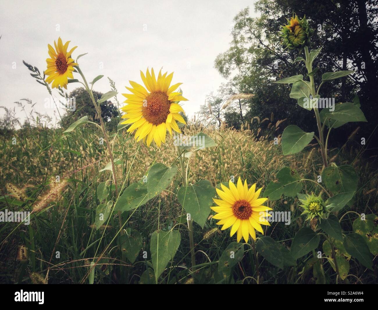 Field sunflower in romania europe hi-res stock photography and images ...