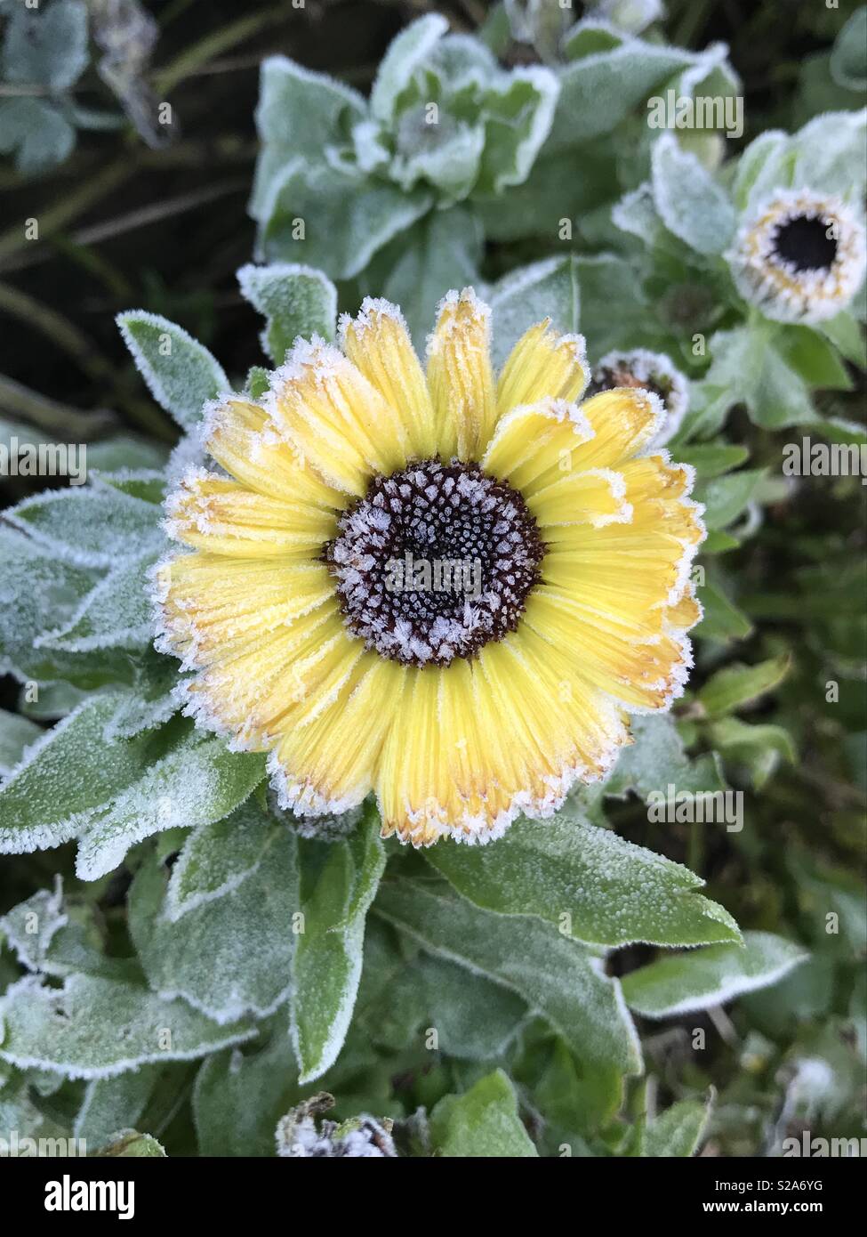 Frosted flower hi-res stock photography and images - Alamy