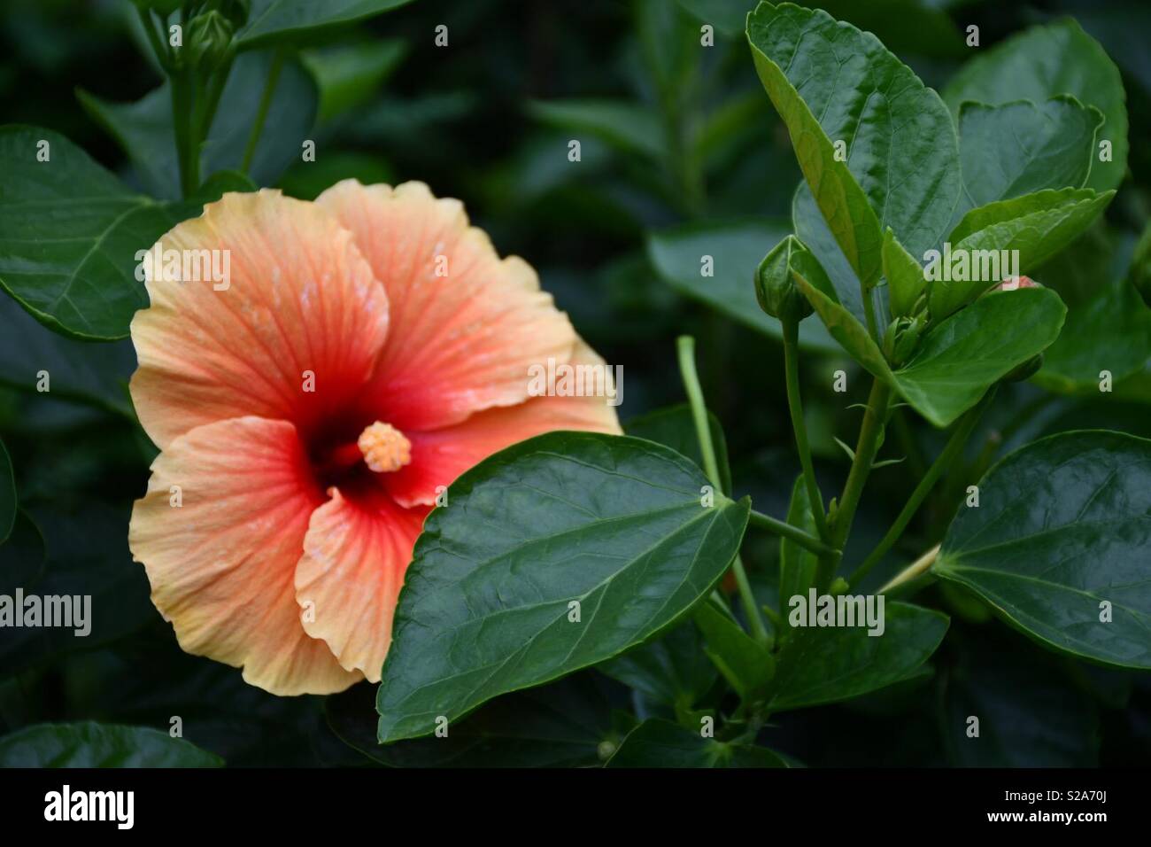 Bright orange color hi-res stock photography and images - Alamy