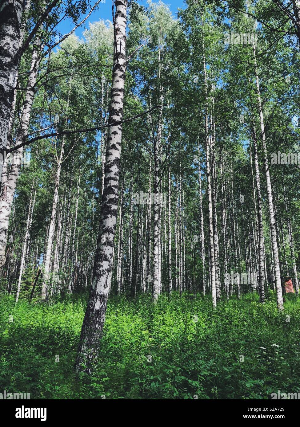 Trees in Finland Stock Photo - Alamy