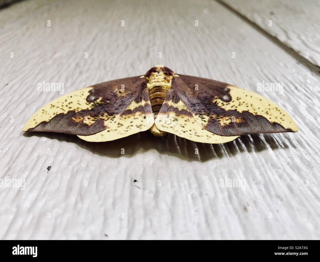 Imperial moth hi-res stock photography and images - Alamy
