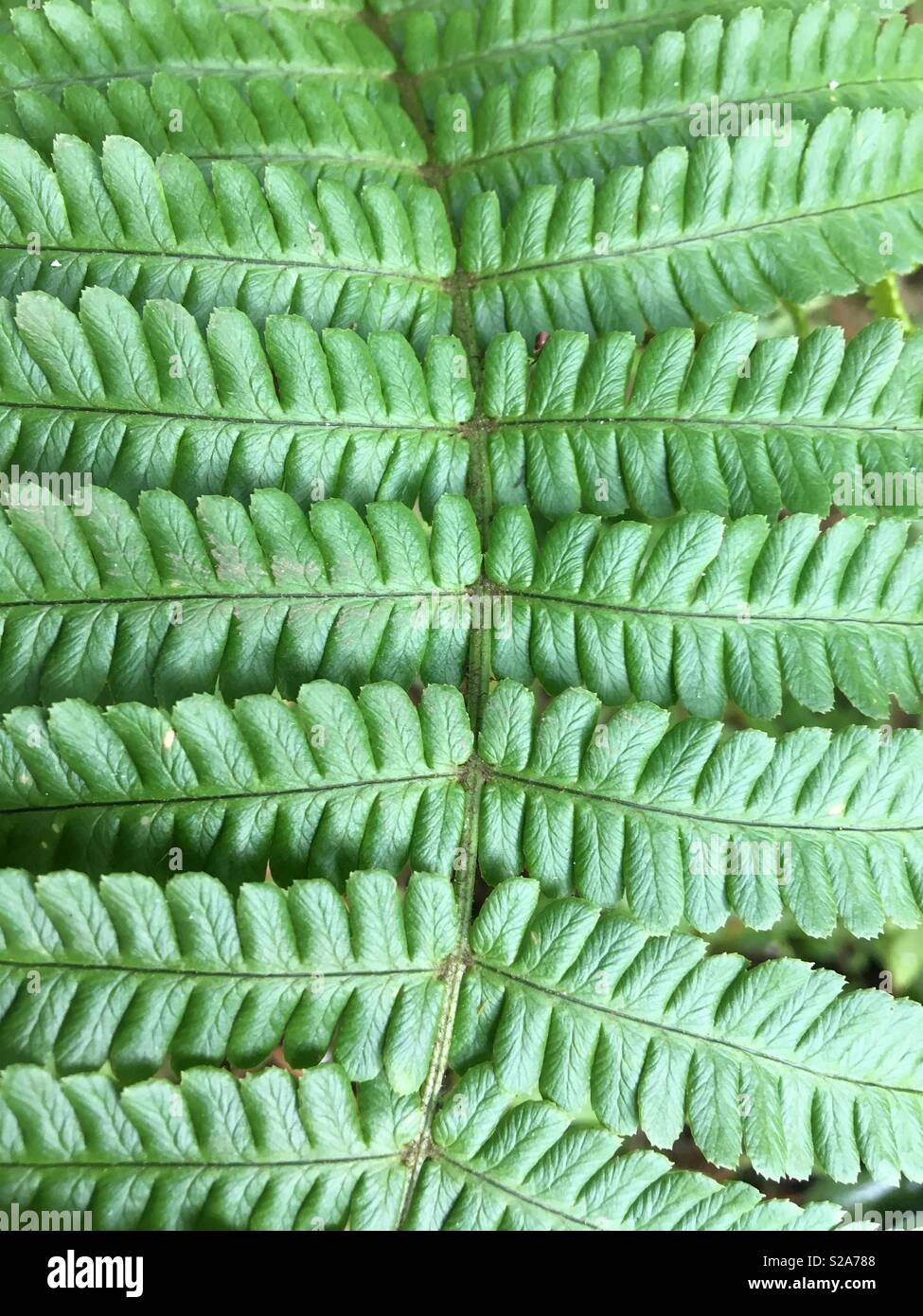Fern texture background hi-res stock photography and images - Alamy