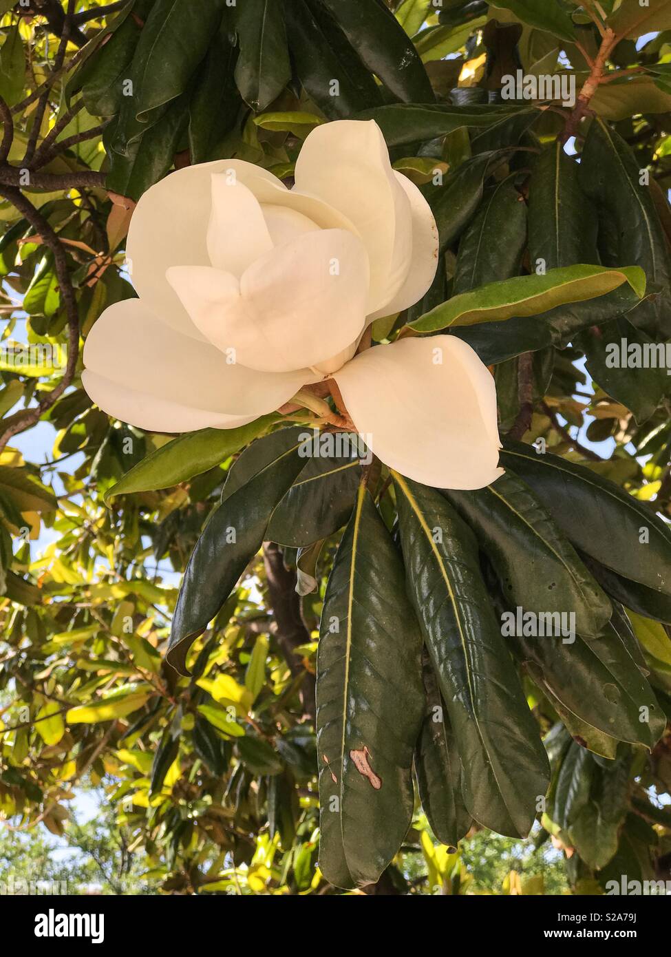 Southern magnolia blossom hi-res stock photography and images - Alamy