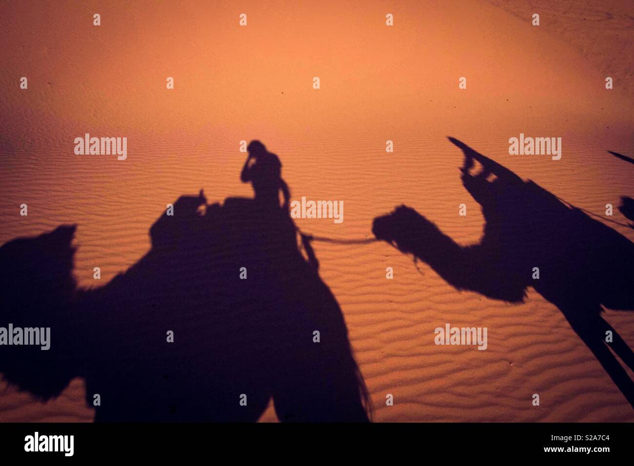 Camel shadow in the Sahara desert, Morocco Stock Photo - Alamy