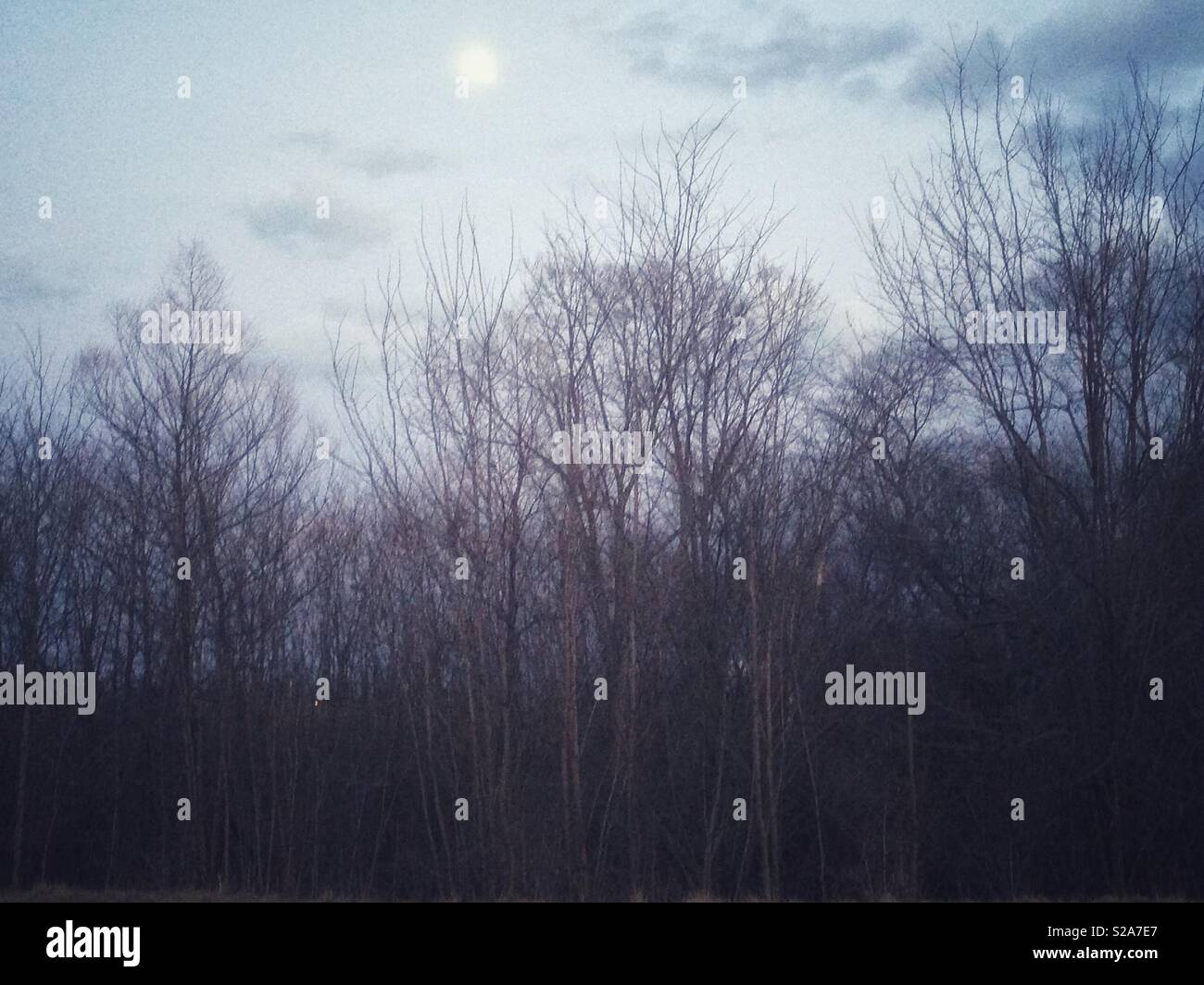 Moon Above Trees at Twilight Stock Photo - Alamy