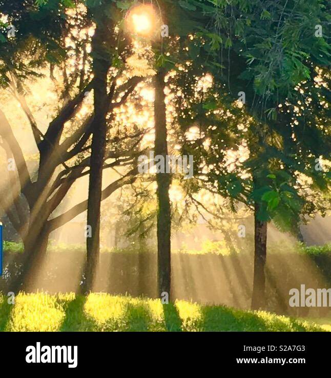 Trees in the sun Stock Photo - Alamy