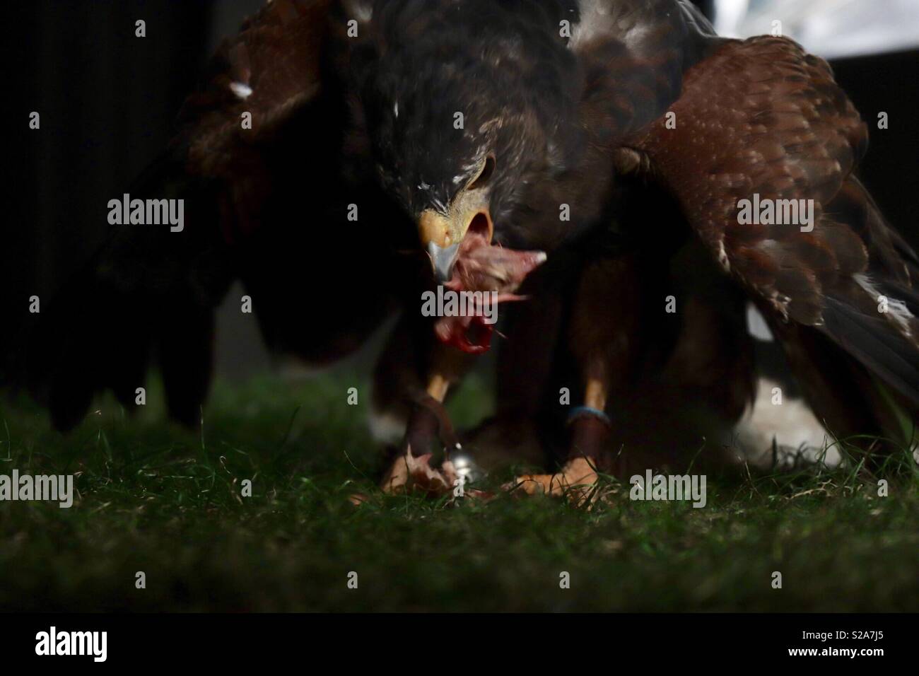Eagle Eating Prey Stock Photos & Eagle Eating Prey Stock Images - Alamy