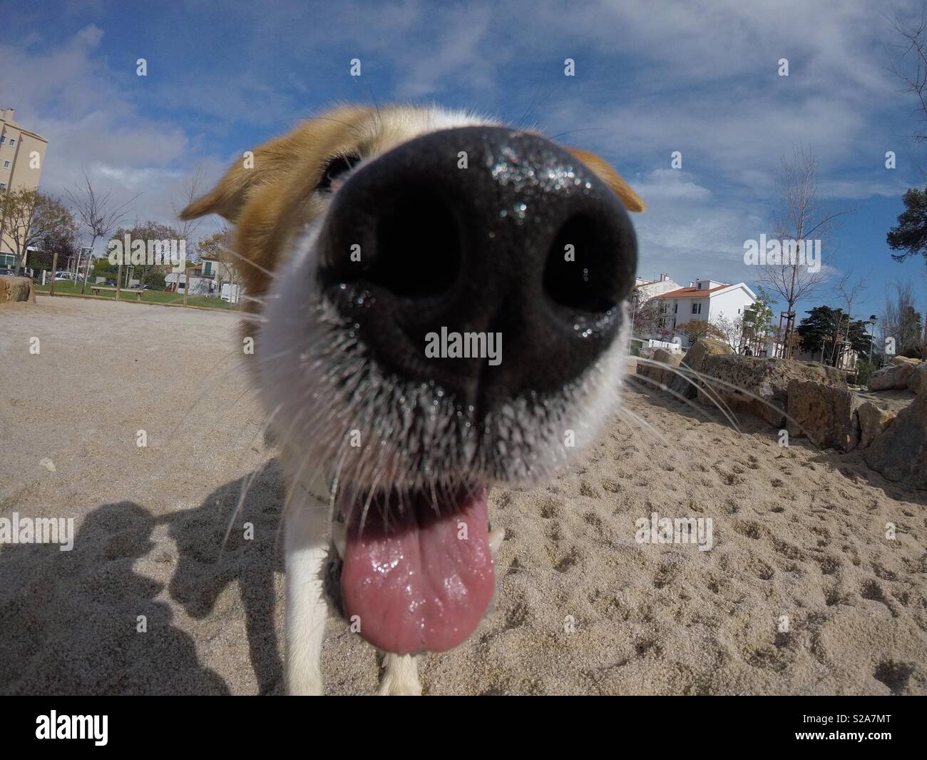 Boop the snoot Stock Photo - Alamy
