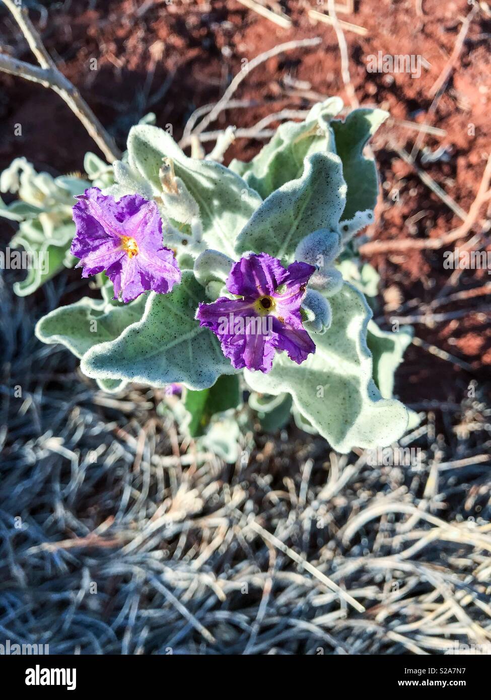 Wildflowers of the Pilbara Stock Photo - Alamy