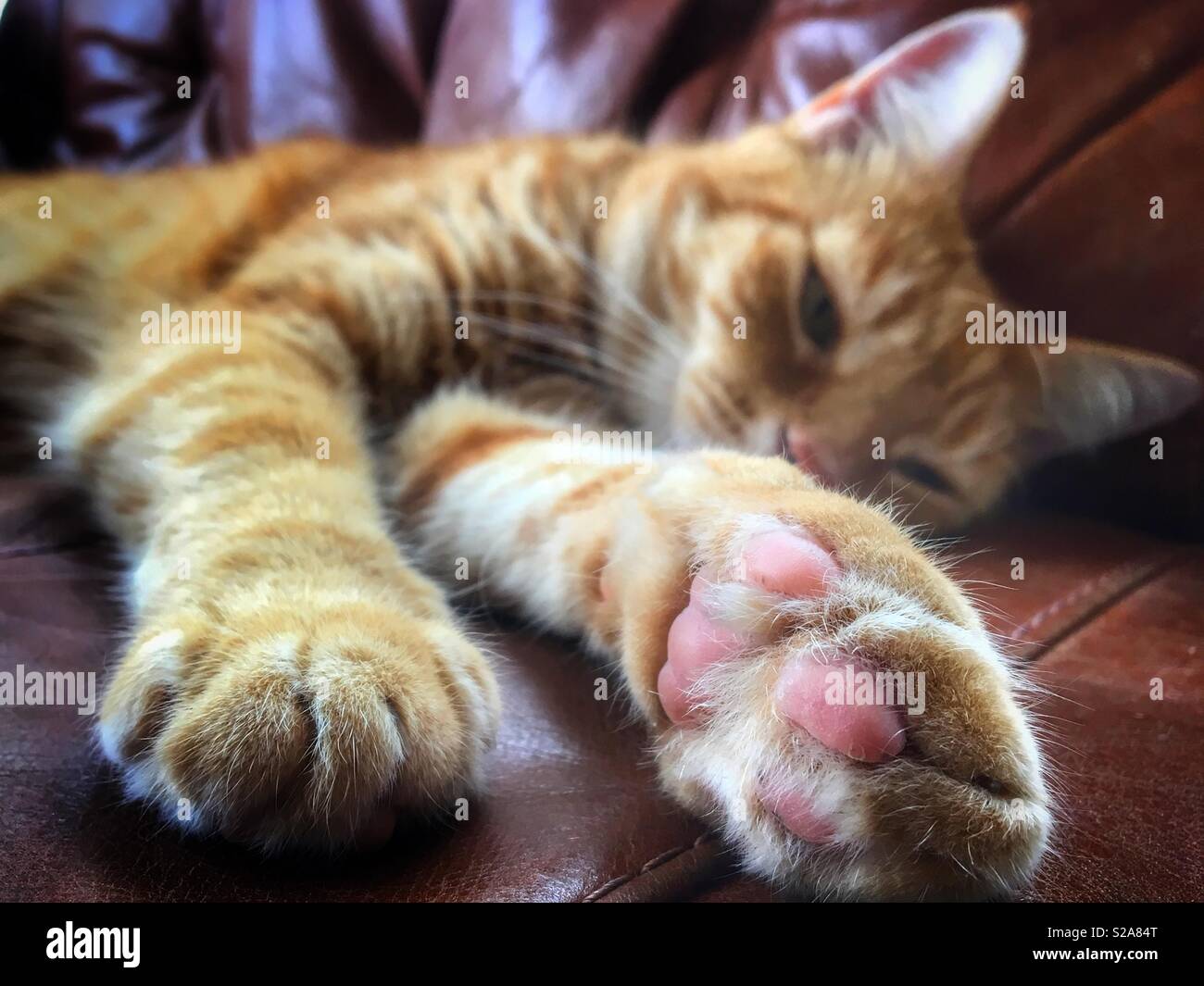 Lazy tomcat hi-res stock photography and images - Alamy