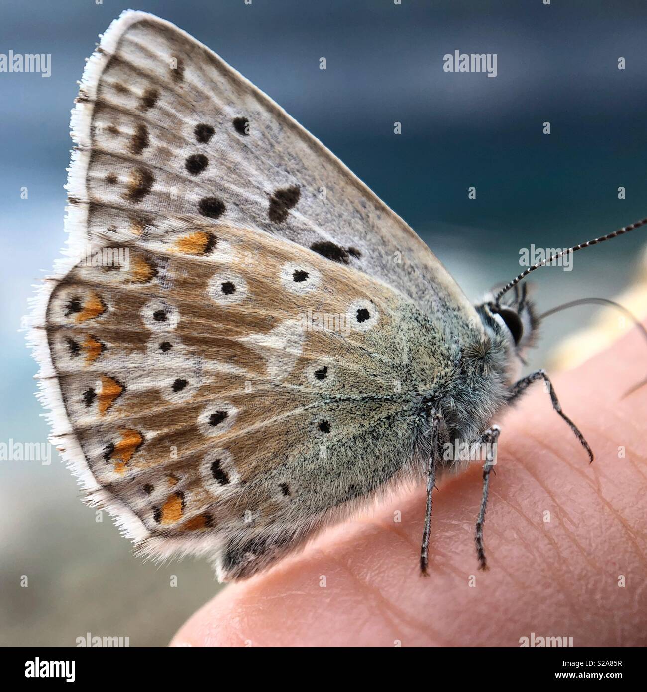 Butterfly butterflies insect insects hi-res stock photography and ...