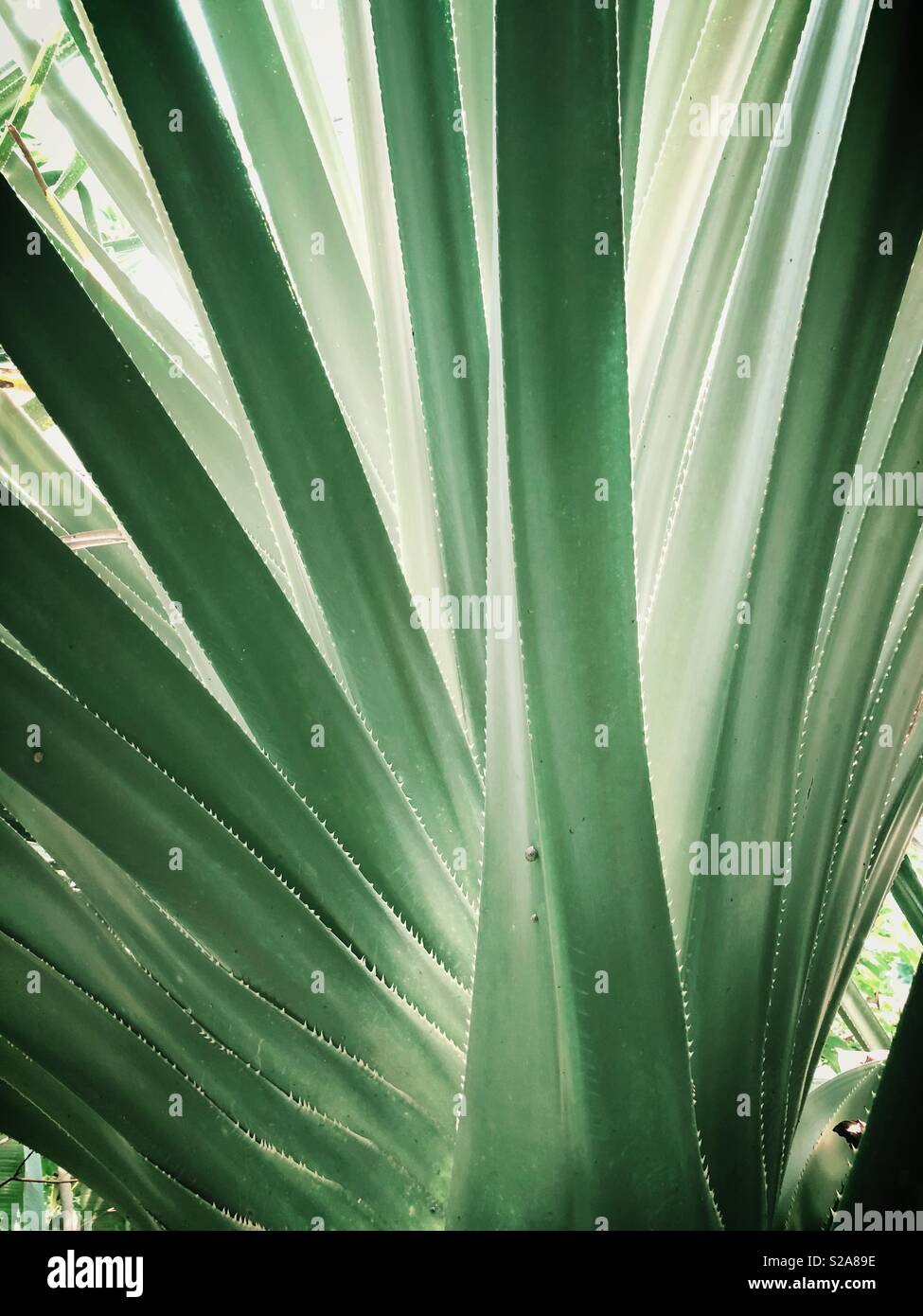 Tropical plant with seriously sharp leafs!! Stock Photo - Alamy