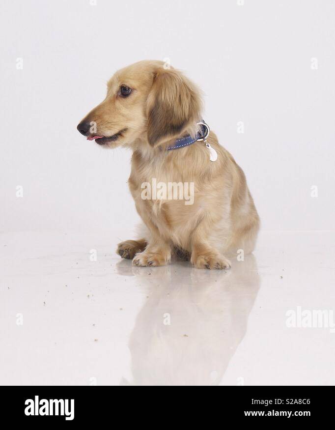 Cream dachshund hi-res stock photography and images - Alamy