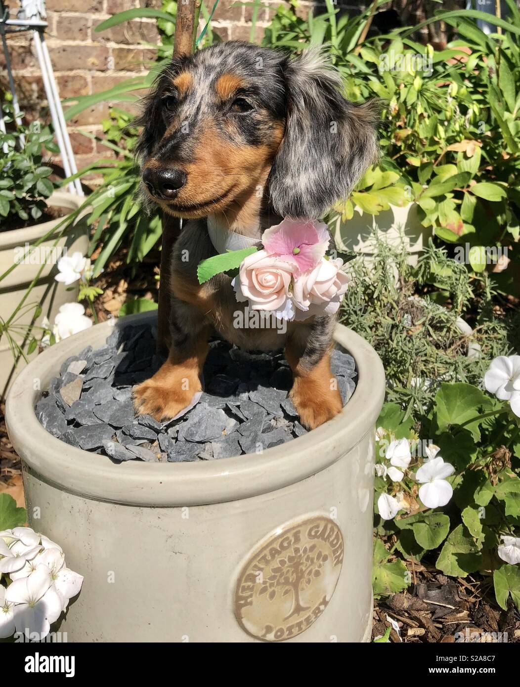Cute Puppy Dachshund Stock Photo - Alamy