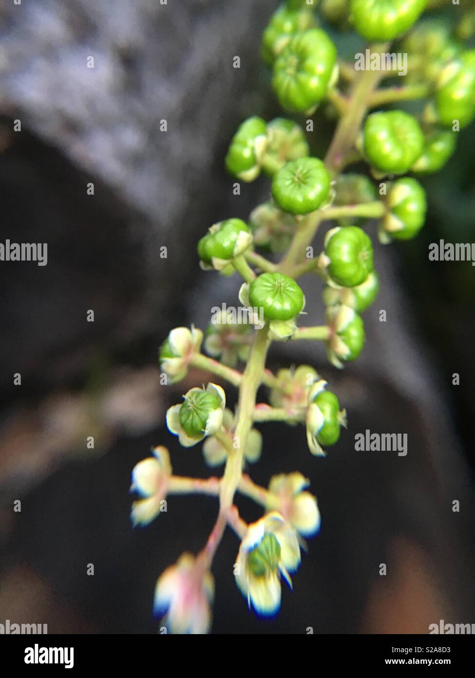Opening Crepe Myrtle Buds Stock Photo - Alamy