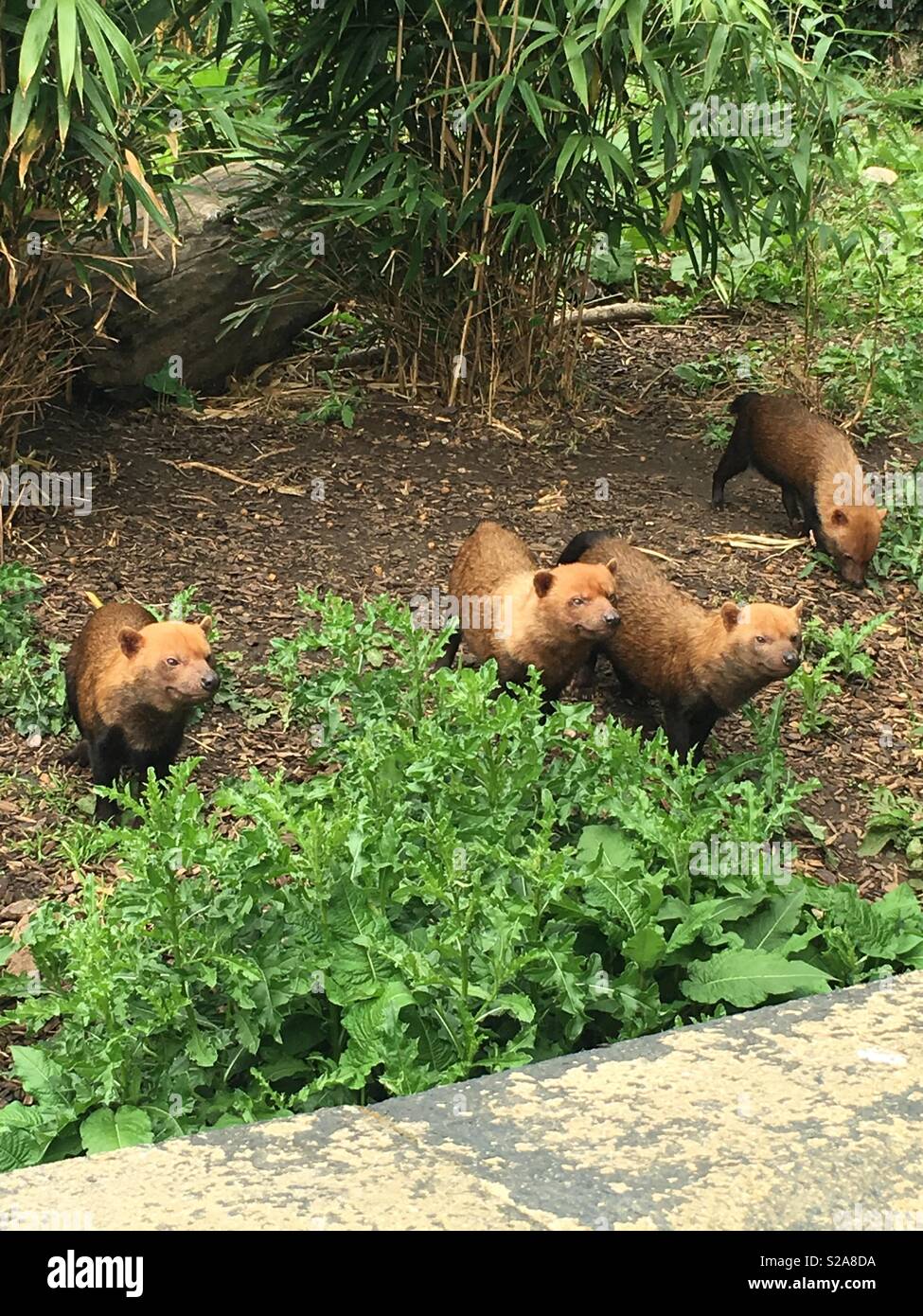 Feeding time for the bush dogs Stock Photo - Alamy