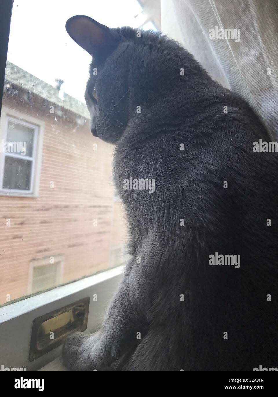 Cat looking out window Stock Photo - Alamy