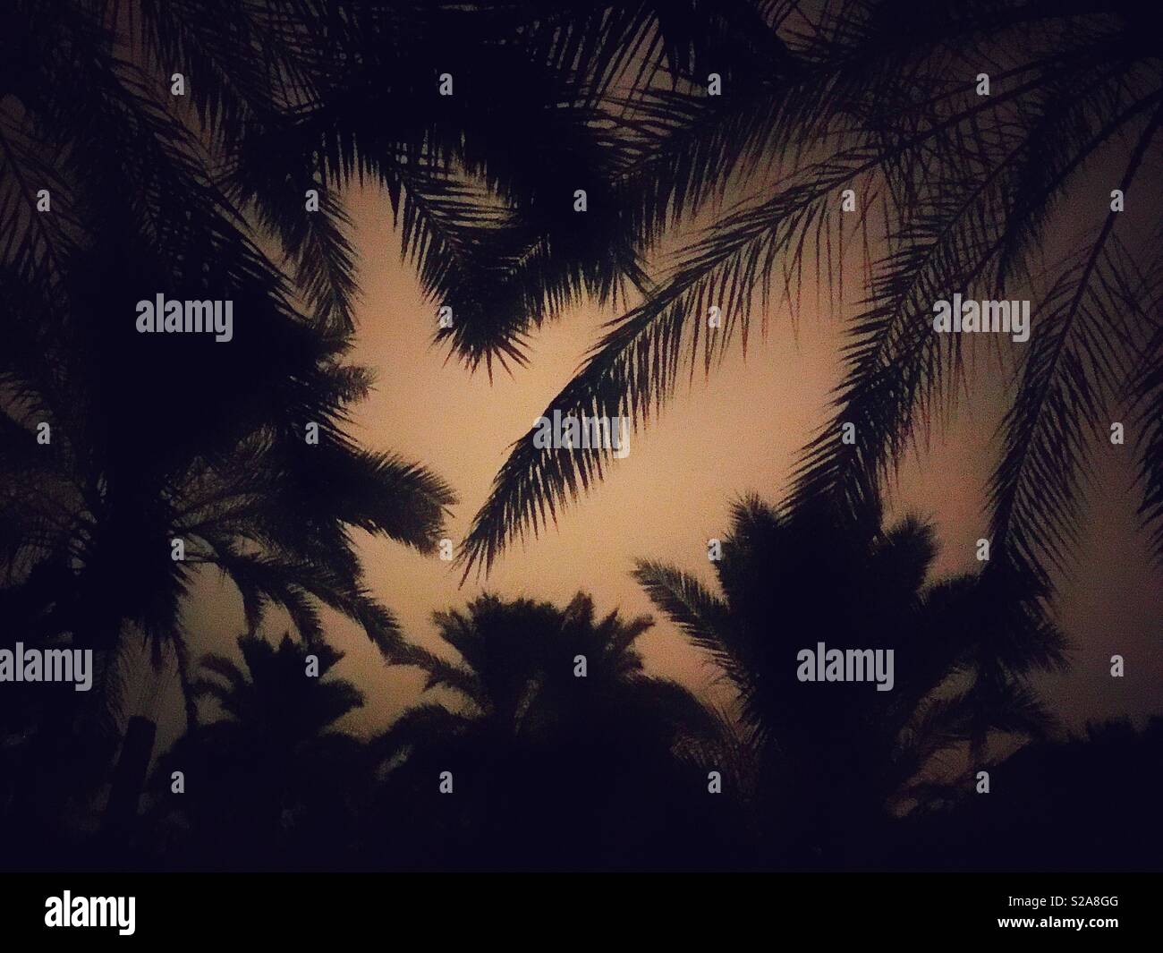 Night Picture Contains of the palms and sky Stock Photo - Alamy