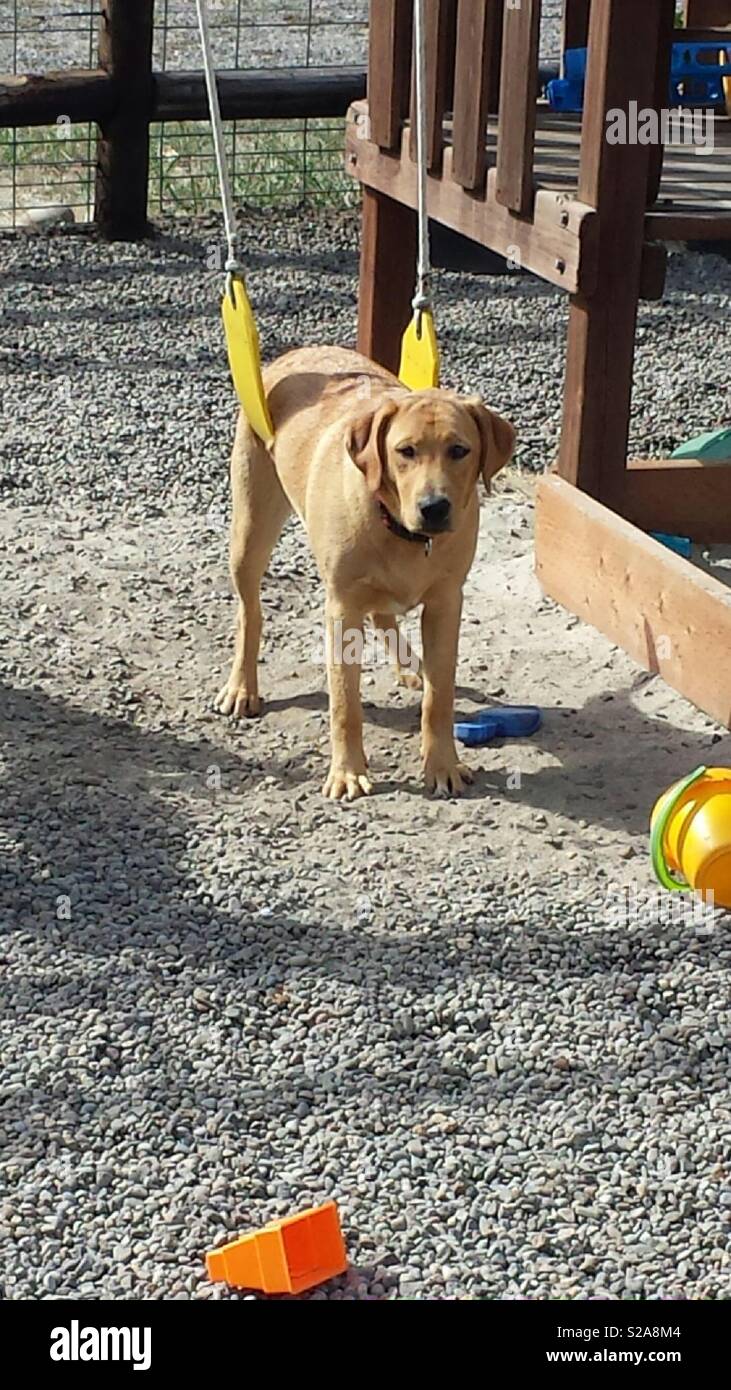 Dog stuck hi-res stock photography and images - Alamy