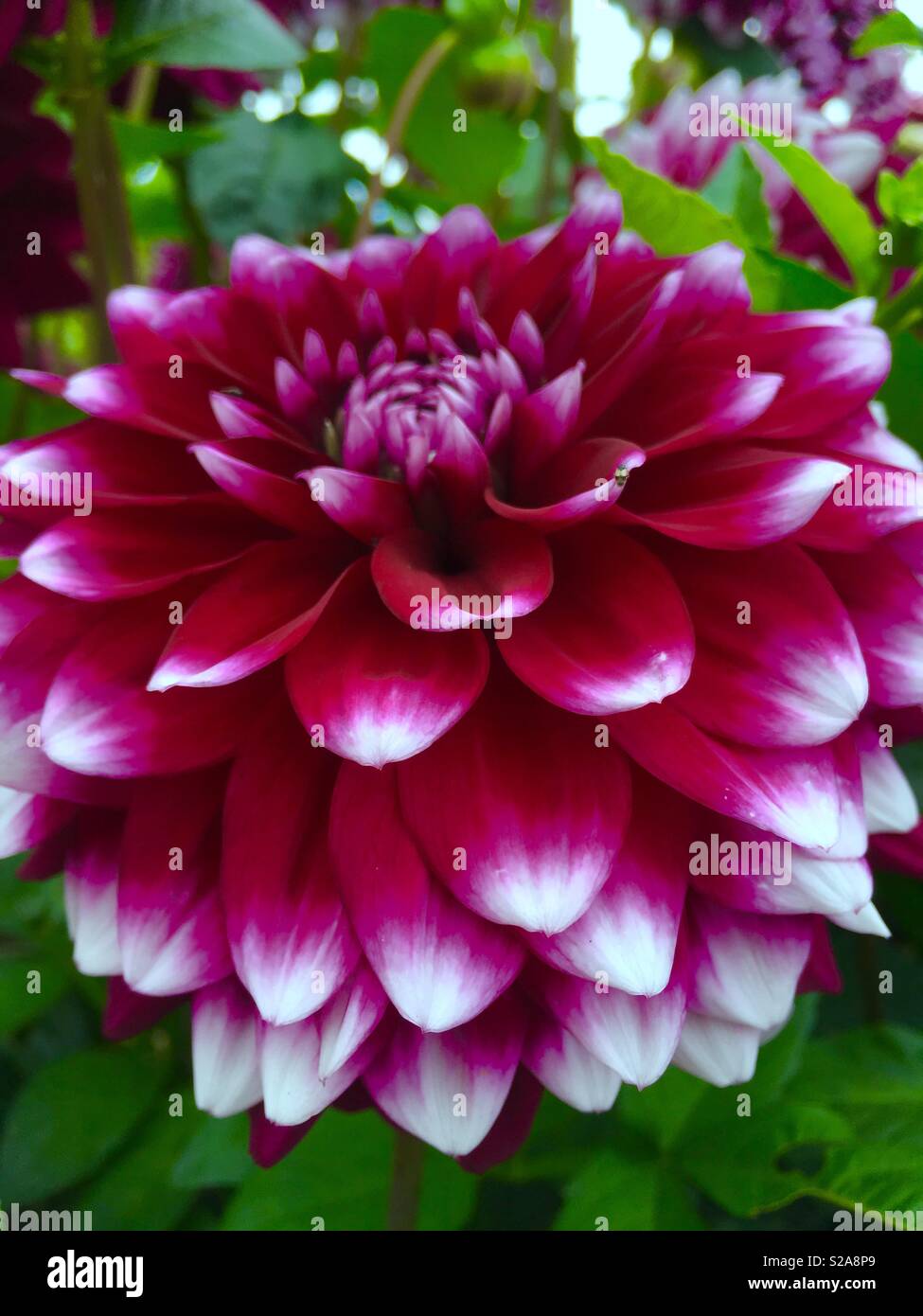 Ball flower hi-res stock photography and images - Alamy