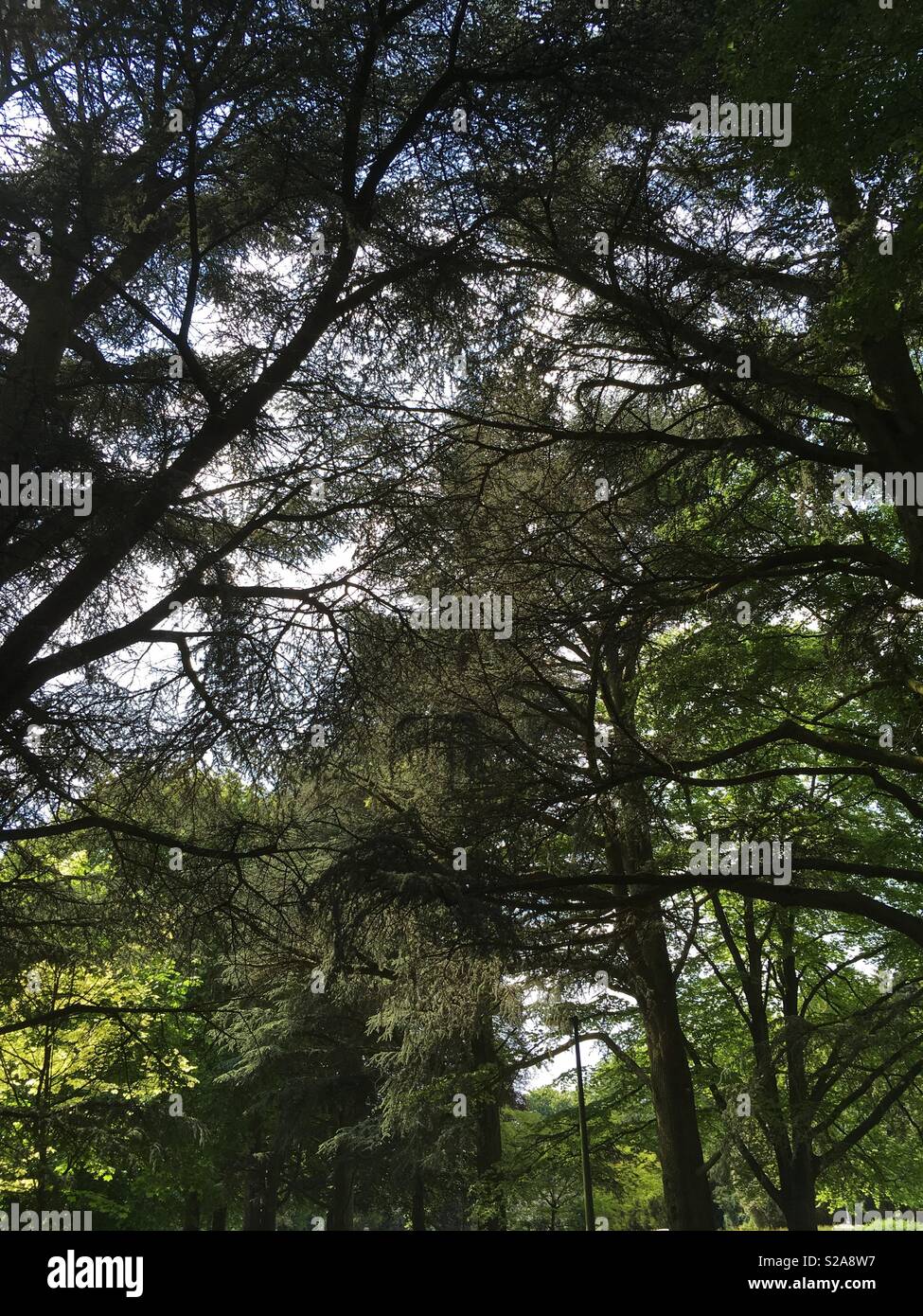 English trees hi-res stock photography and images - Alamy